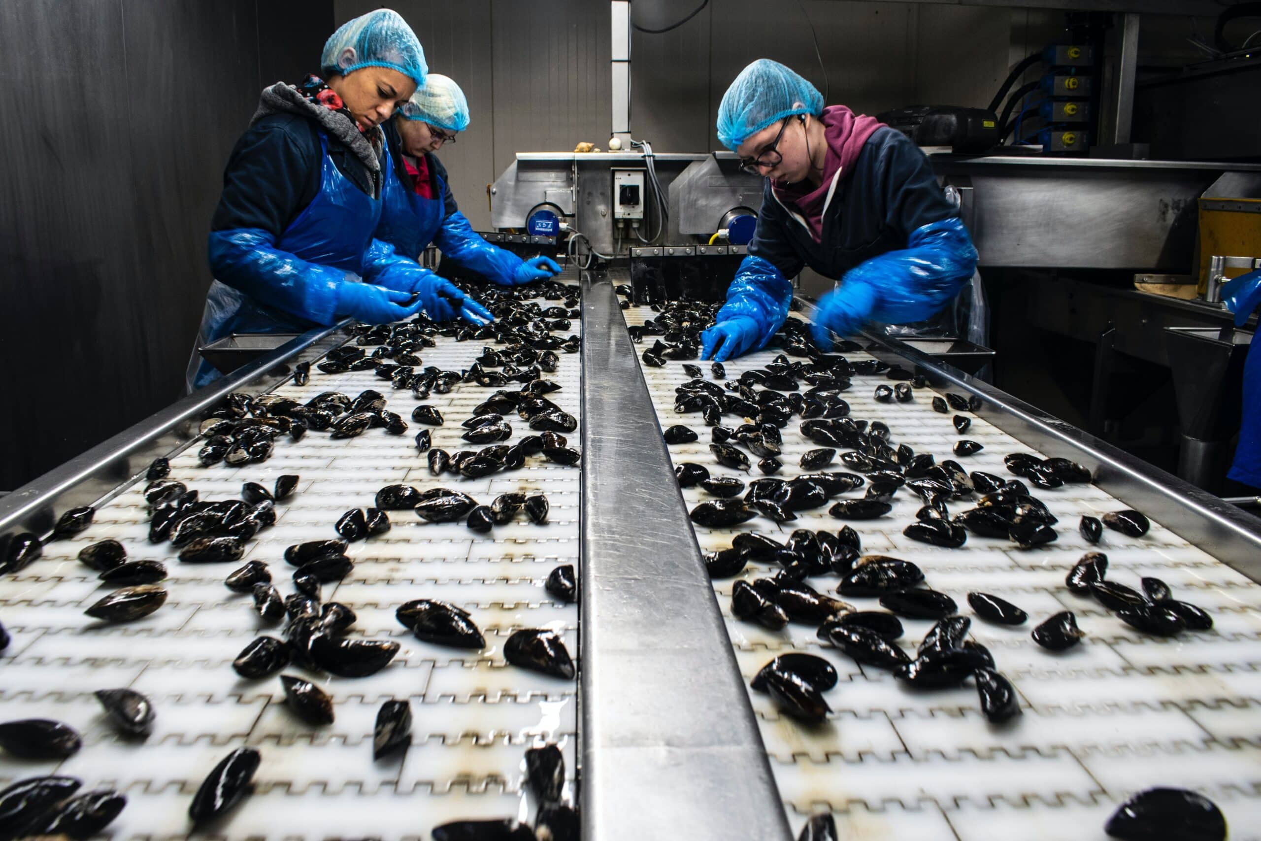 Stainless Steel Security Cameras for Food Processing Plants | EnviroCams